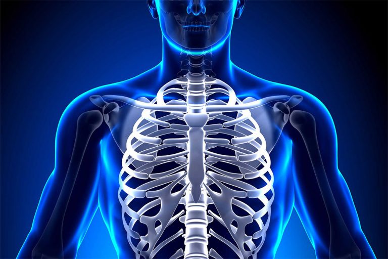 How many ribs does a person have: anatomy and interesting facts ...